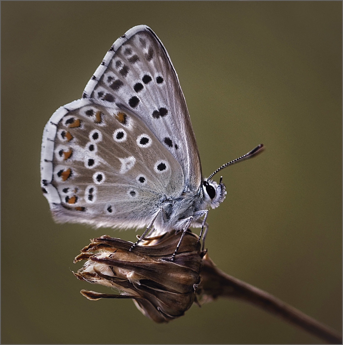 Agrupació Fotogràfica de Montcada i Reixac - LA MÀGIA DE LA VIDA DIMINUTA